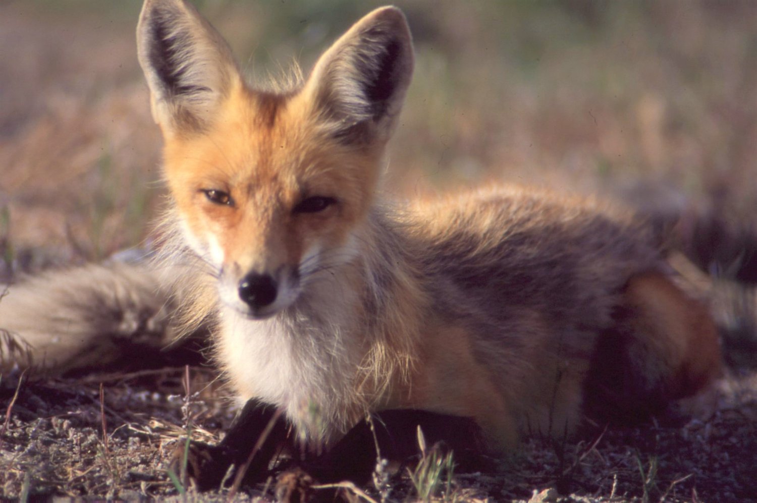 Cathy Raven's Fox - Faulkner Society